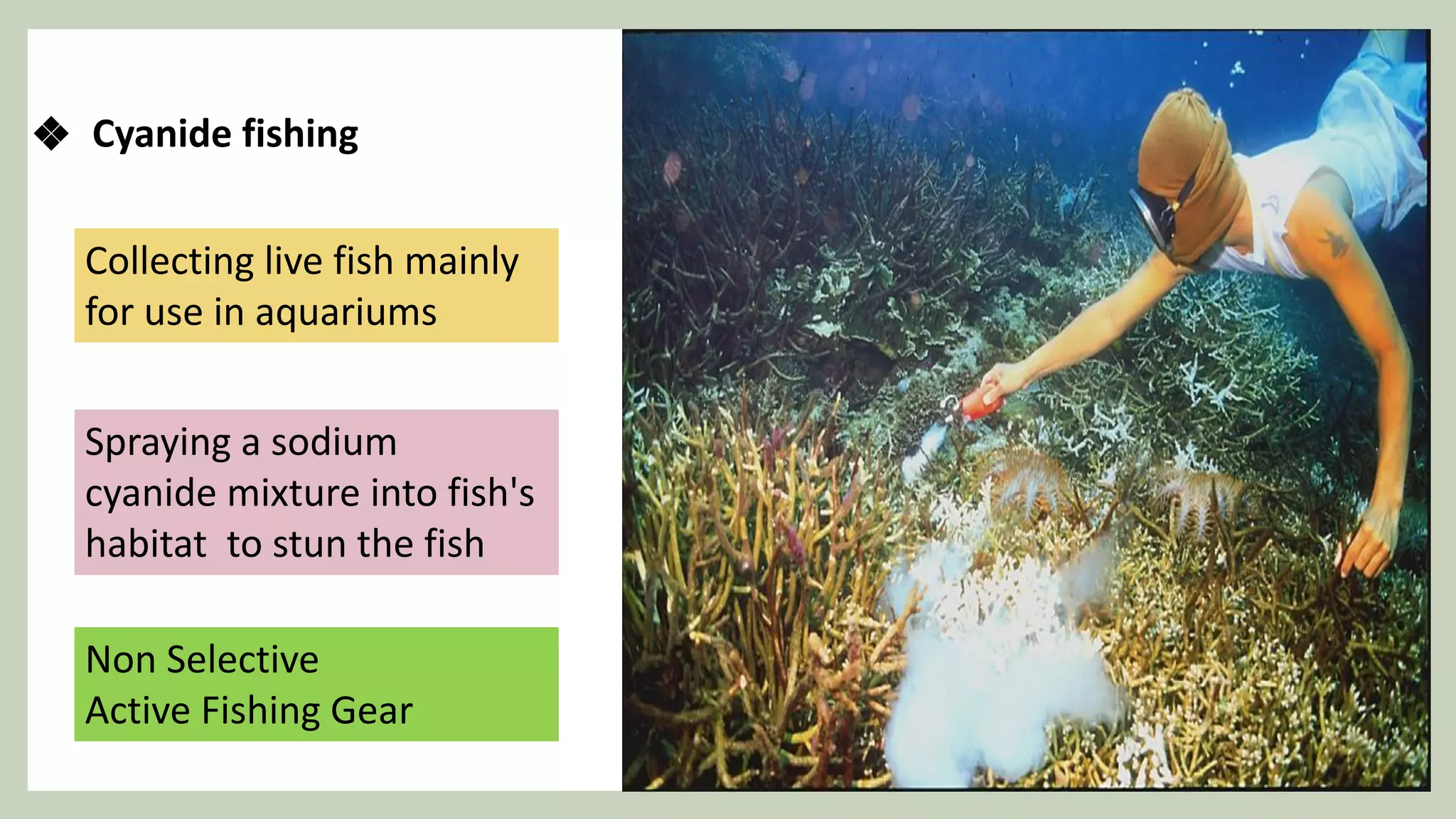 Stupefing fishing gear | PDF