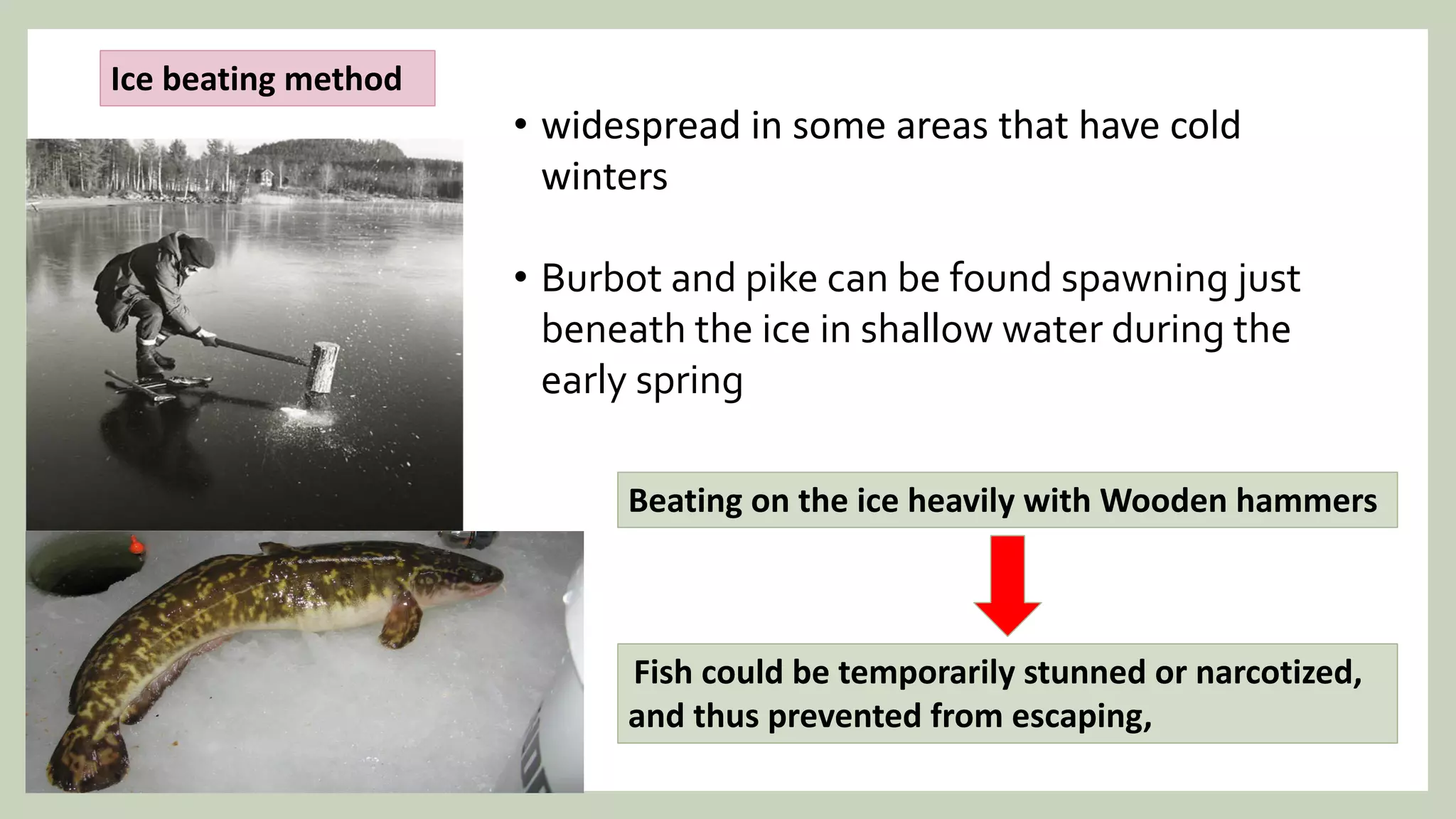 Stupefing fishing gear | PDF