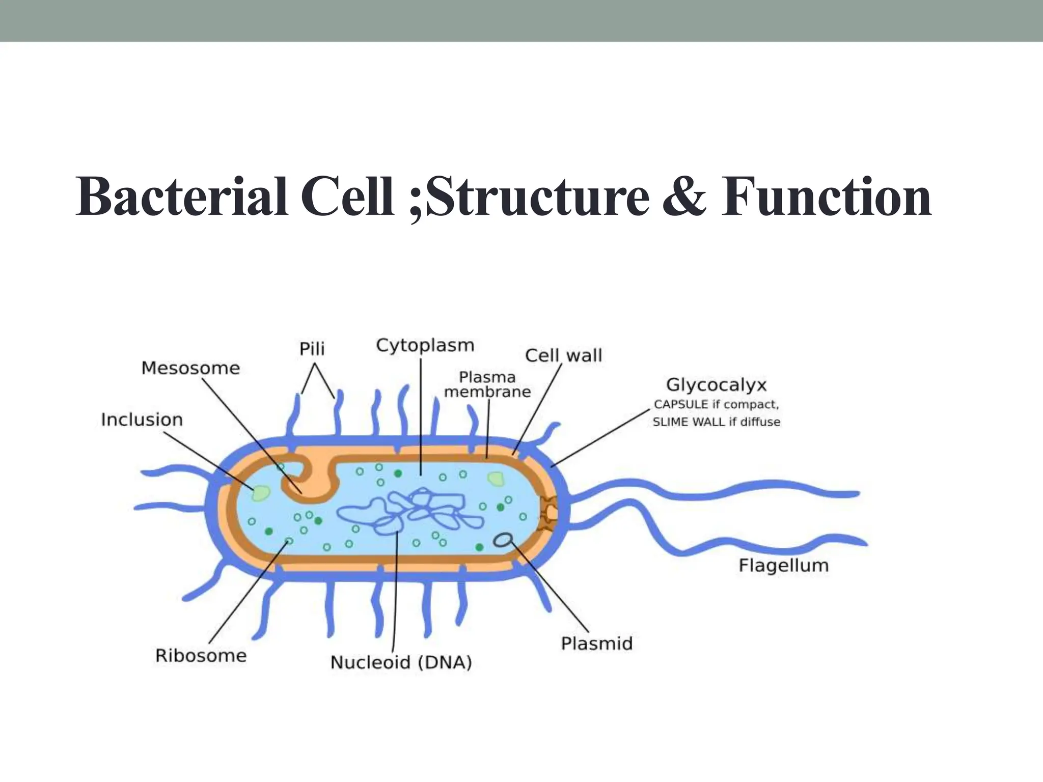 sturcture of bacteria lecture 3[1].pptx | Biological Sciences | Science