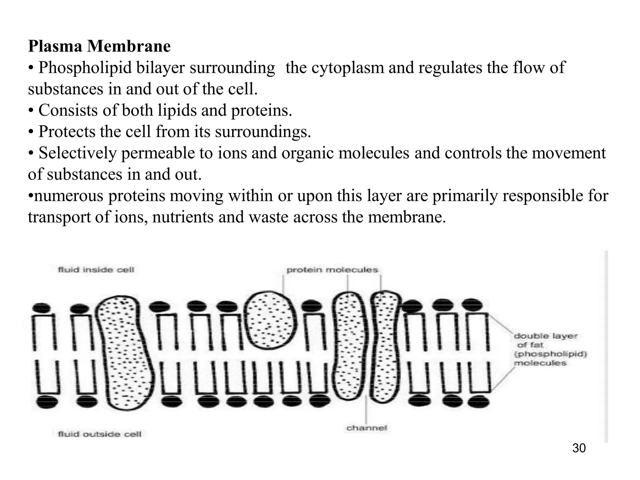 sturcture of bacteria lecture 3[1].pptx