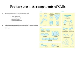 sturcture of bacteria lecture 3[1].pptx