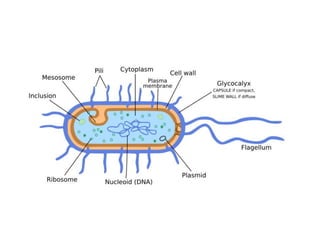 sturcture of bacteria lecture 3[1].pptx | Biological Sciences | Science