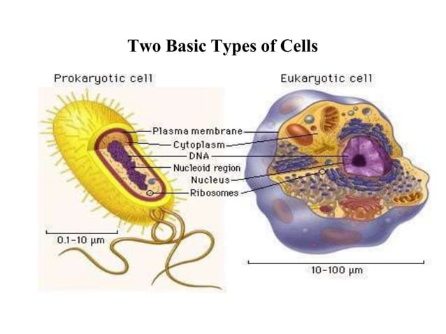 sturcture of bacteria lecture 3[1].pptx | Biological Sciences | Science