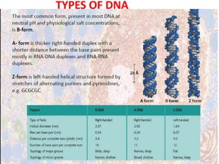 Sturcture of DNA | PPT
