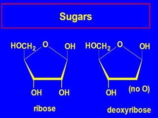 Sturcture of DNA | PPT