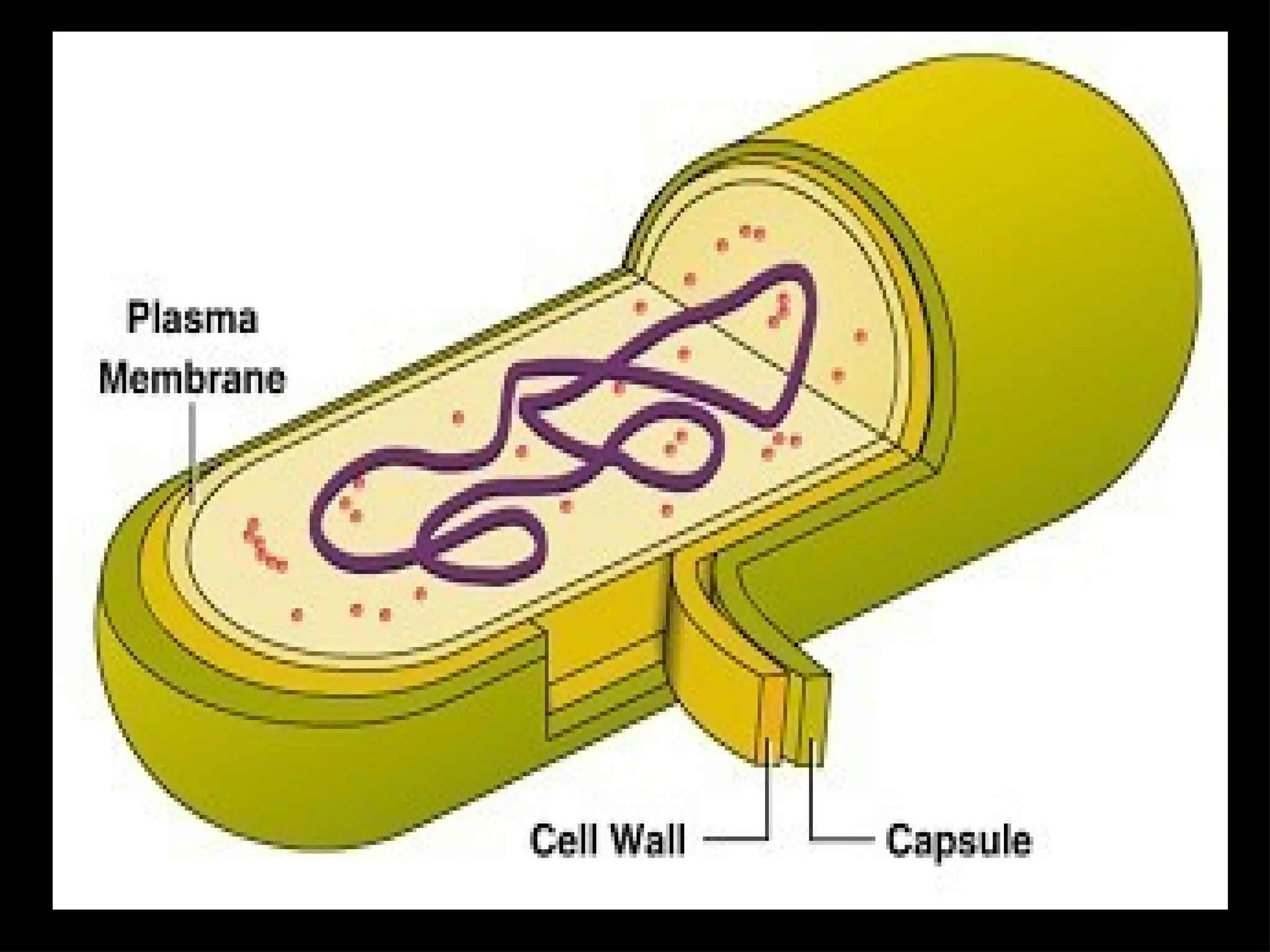 STURCTURE OF PROKARYOTIC AND EUKARYOTIC CELLS, CELL DIVISION-MITOSIS ...