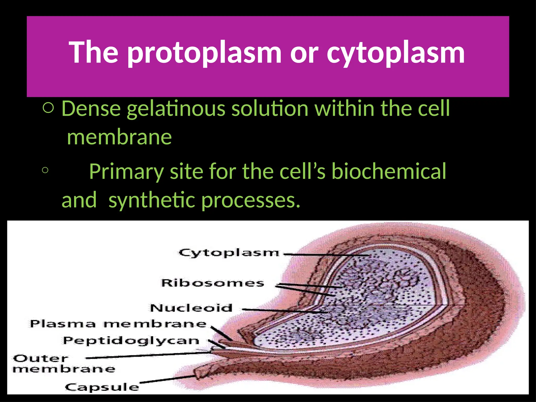 STURCTURE OF PROKARYOTIC AND EUKARYOTIC CELLS, CELL DIVISION-MITOSIS ...