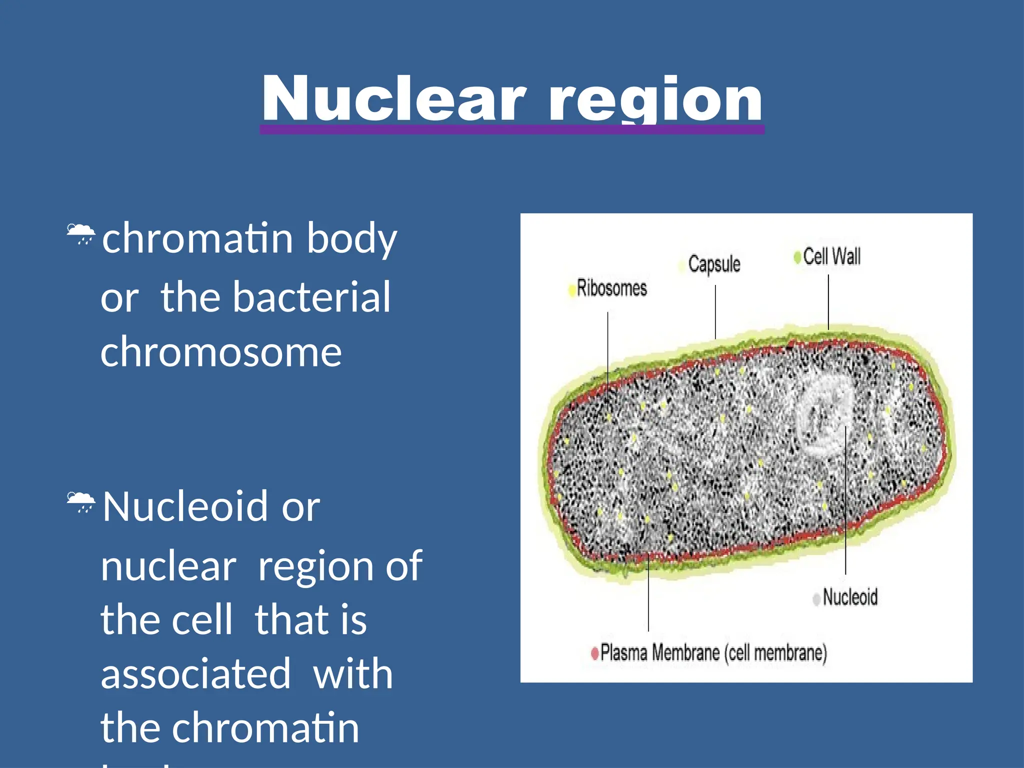 STURCTURE OF PROKARYOTIC AND EUKARYOTIC CELLS, CELL DIVISION-MITOSIS ...