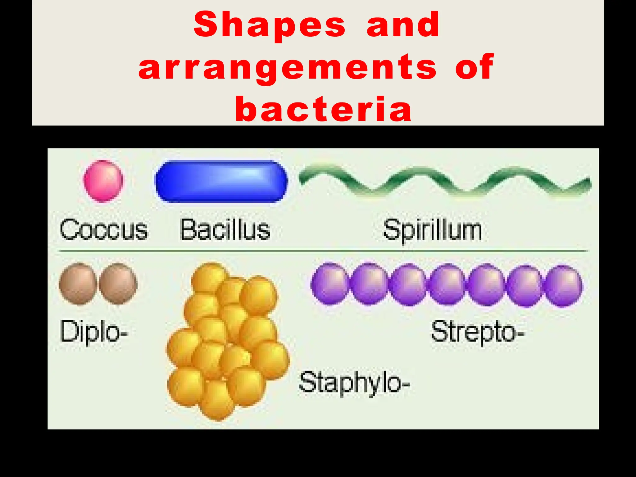 STURCTURE OF PROKARYOTIC AND EUKARYOTIC CELLS, CELL DIVISION-MITOSIS ...