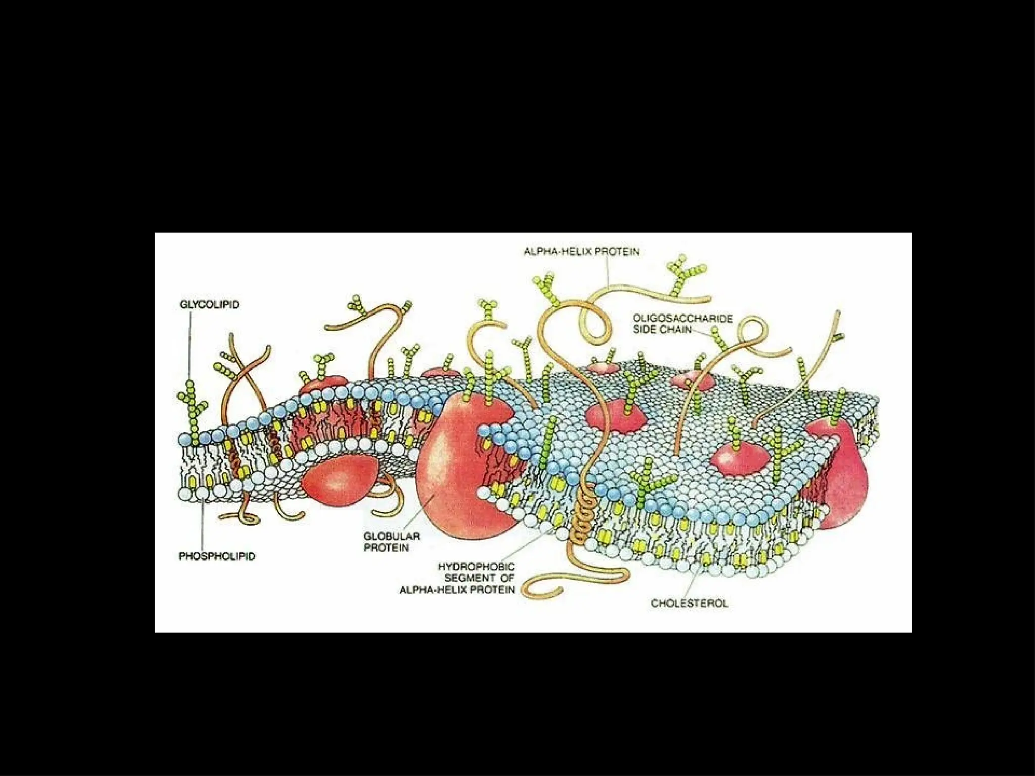 STURCTURE OF PROKARYOTIC AND EUKARYOTIC CELLS, CELL DIVISION-MITOSIS ...