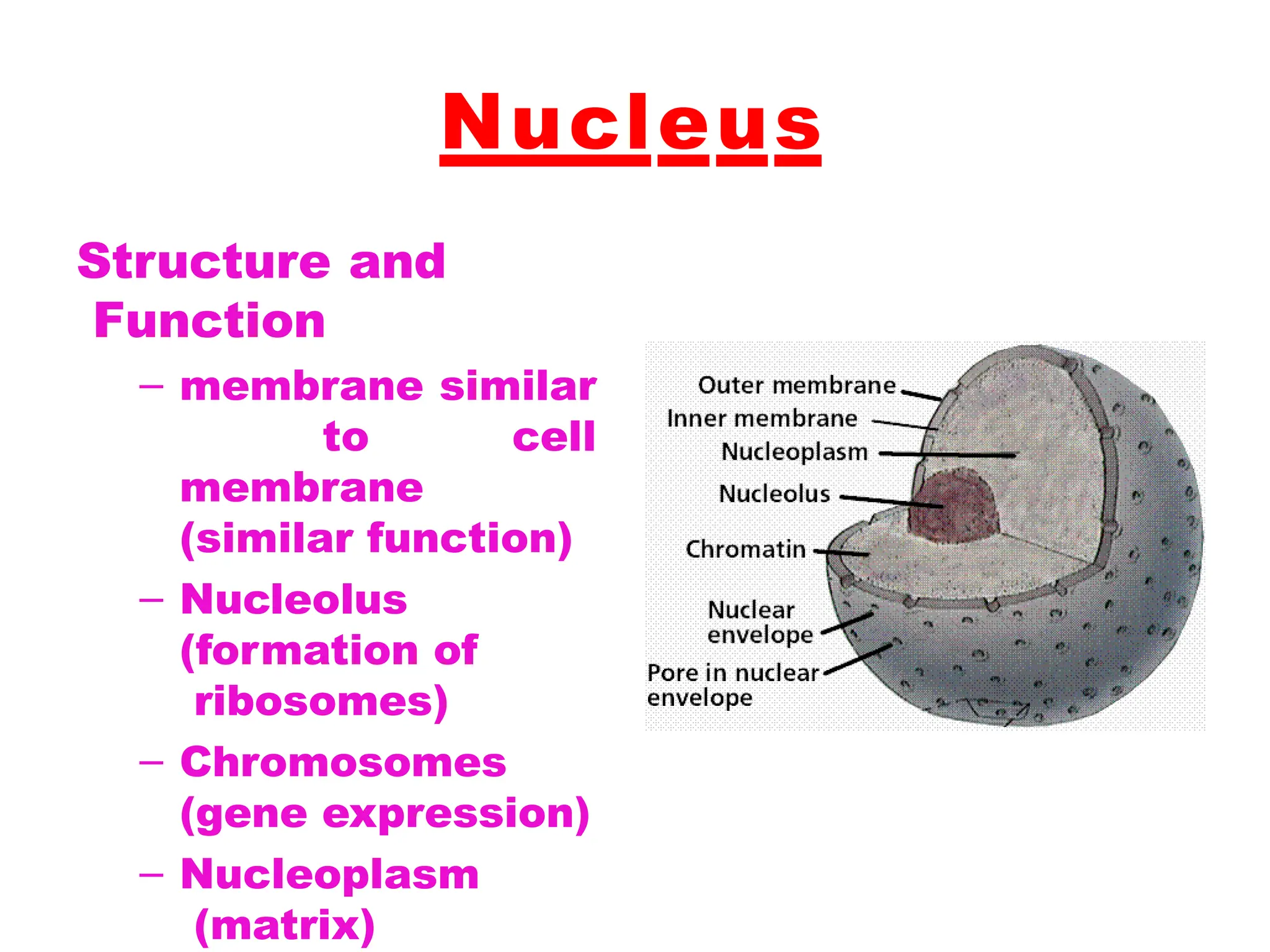 STURCTURE OF PROKARYOTIC AND EUKARYOTIC CELLS, CELL DIVISION-MITOSIS ...