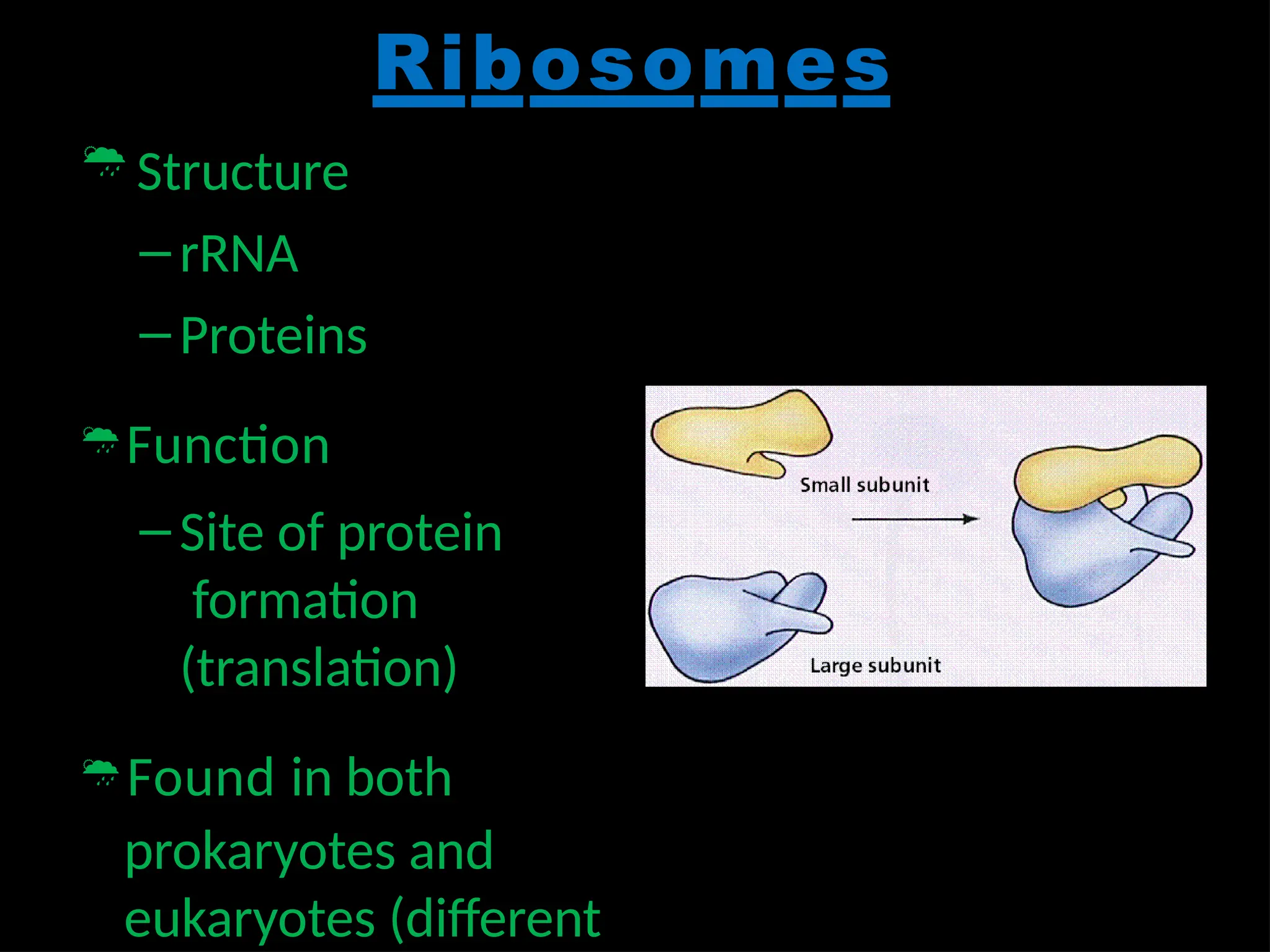 STURCTURE OF PROKARYOTIC AND EUKARYOTIC CELLS, CELL DIVISION-MITOSIS ...