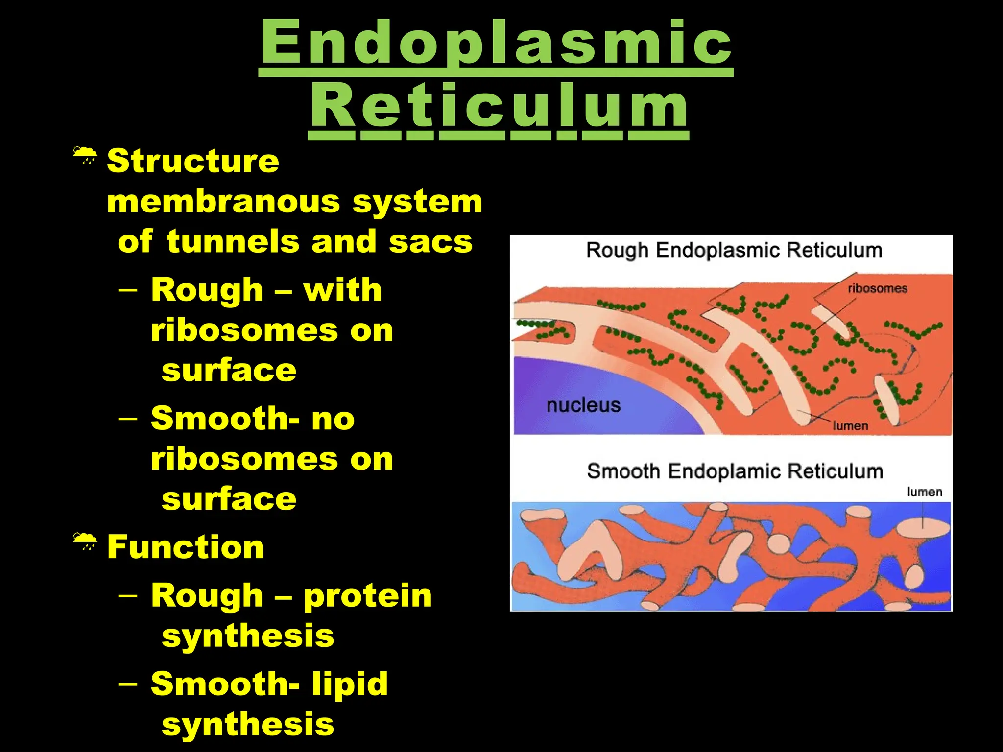 STURCTURE OF PROKARYOTIC AND EUKARYOTIC CELLS, CELL DIVISION-MITOSIS ...