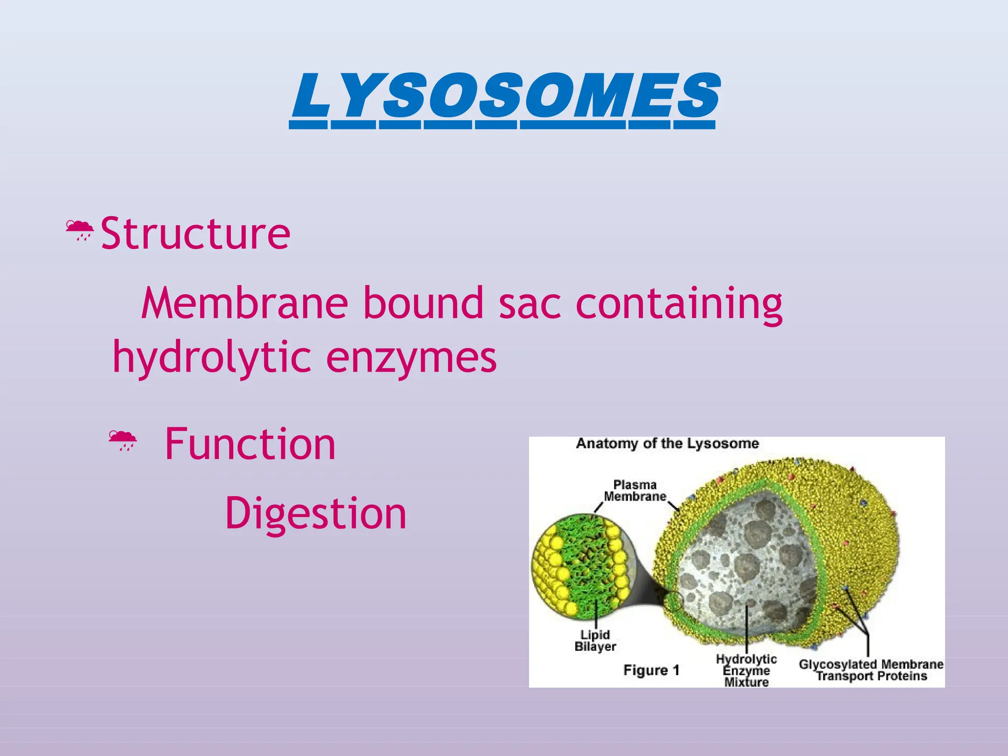 STURCTURE OF PROKARYOTIC AND EUKARYOTIC CELLS, CELL DIVISION-MITOSIS ...