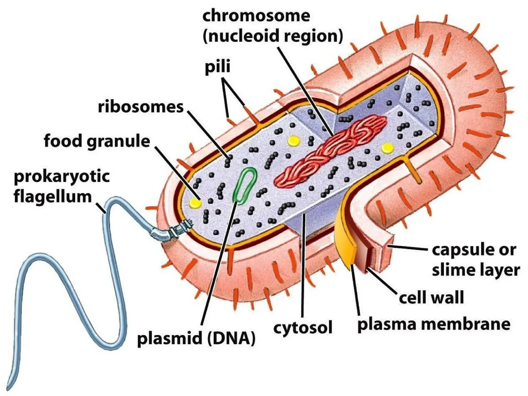 STURCTURE OF PROKARYOTIC AND EUKARYOTIC CELLS, CELL DIVISION-MITOSIS ...
