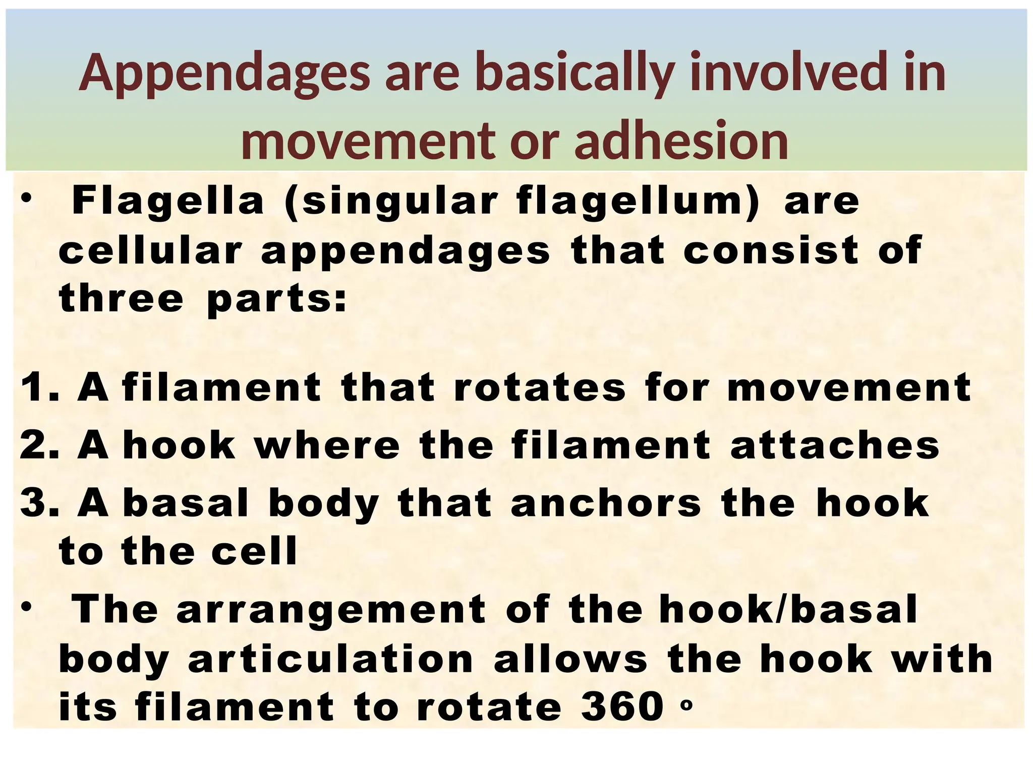 STURCTURE OF PROKARYOTIC AND EUKARYOTIC CELLS, CELL DIVISION-MITOSIS ...