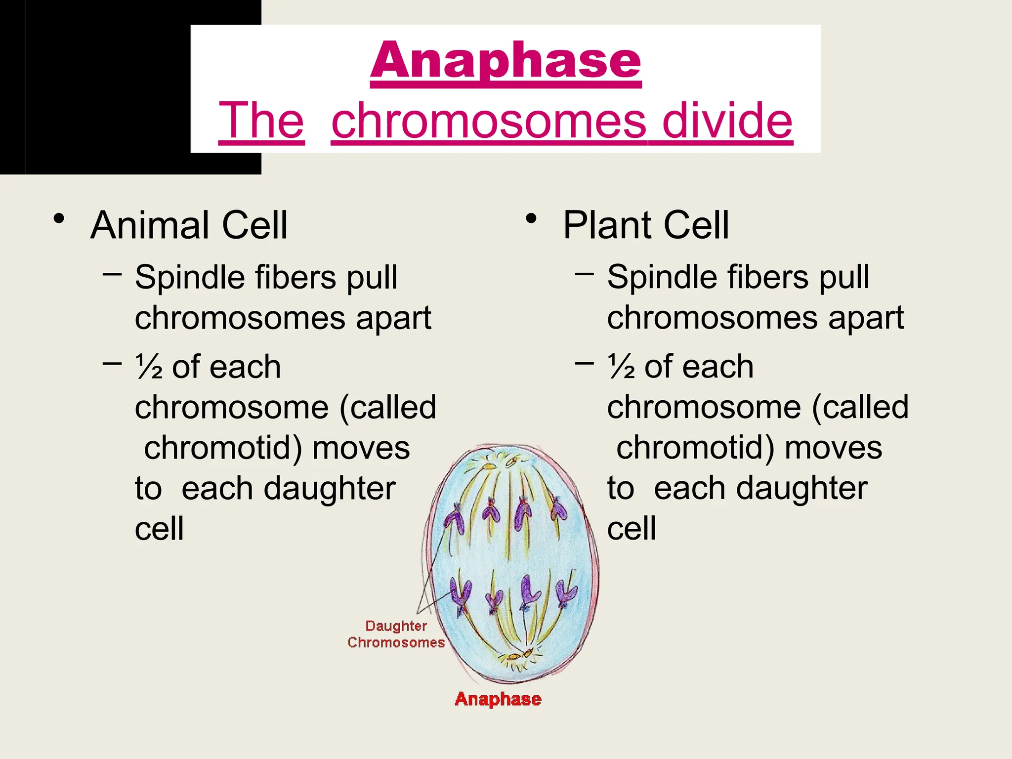STURCTURE OF PROKARYOTIC AND EUKARYOTIC CELLS, CELL DIVISION-MITOSIS ...