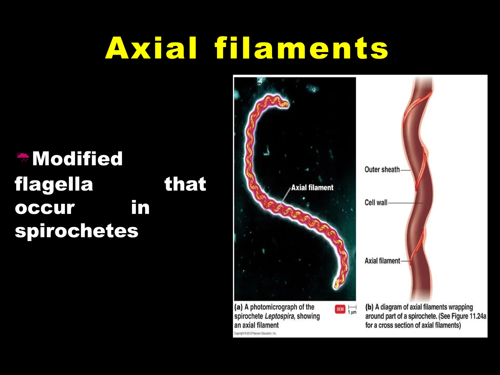 STURCTURE OF PROKARYOTIC AND EUKARYOTIC CELLS, CELL DIVISION-MITOSIS ...