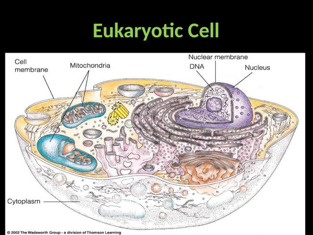 STURCTURE OF PROKARYOTIC AND EUKARYOTIC CELLS, CELL DIVISION-MITOSIS ...