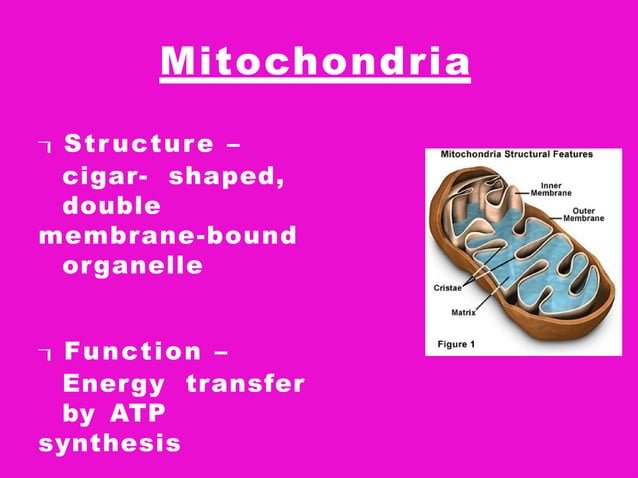 STURCTURE OF PROKARYOTIC AND EUKARYOTIC CELLS, CELL DIVISION-MITOSIS ...