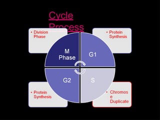 STURCTURE OF PROKARYOTIC AND EUKARYOTIC CELLS, CELL DIVISION-MITOSIS ...