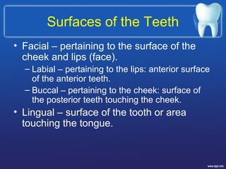 Sturcture of tooth | PPT