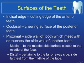 Sturcture of tooth | PPT