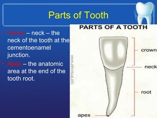 Sturcture of tooth | PPT