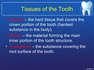 Sturcture of tooth | PPT