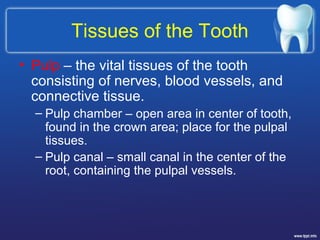 Sturcture of tooth | PPT