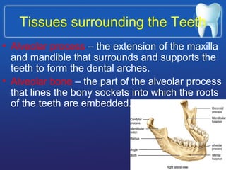 Sturcture of tooth | PPT