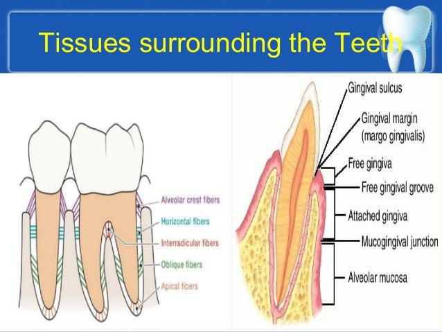 Sturcture of tooth
