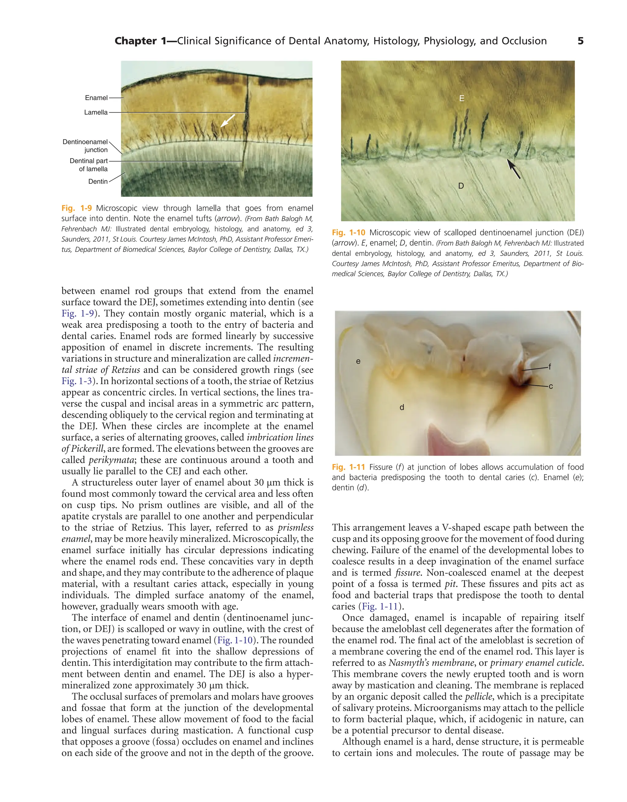 Sturdevant Art and Science of Operative Dentistry.pdf