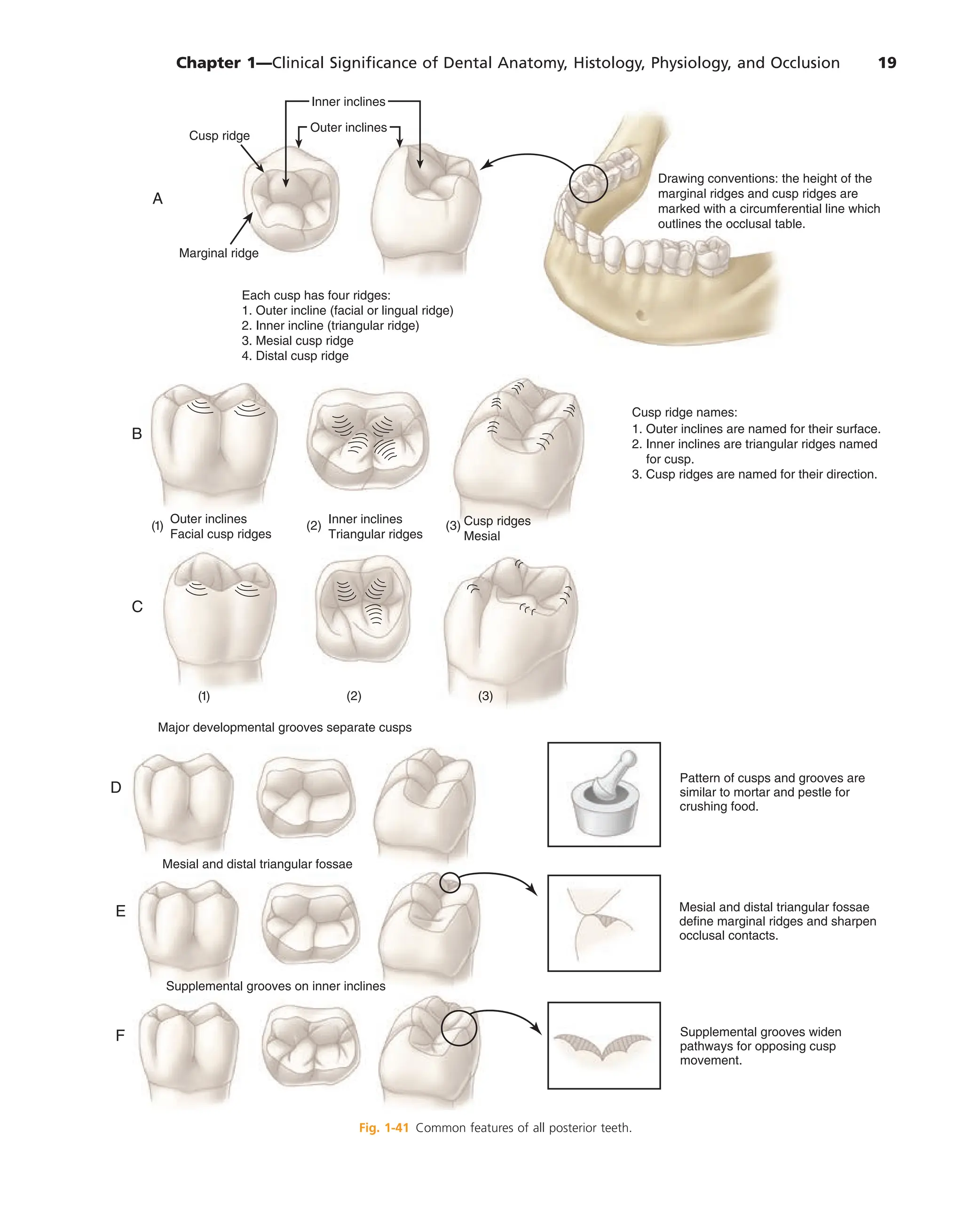Sturdevant Art and Science of Operative Dentistry.pdf