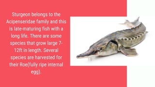 Save Sturgeon Endangered Species | PDF | Fish and Aquariums | Pets