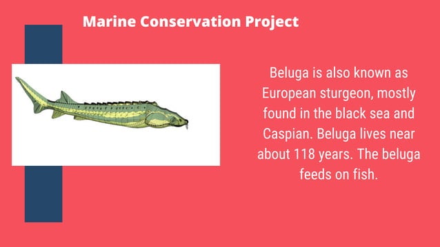 Save Sturgeon Endangered Species | PDF | Fish and Aquariums | Pets