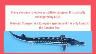 Save Sturgeon Endangered Species | PDF | Fish and Aquariums | Pets