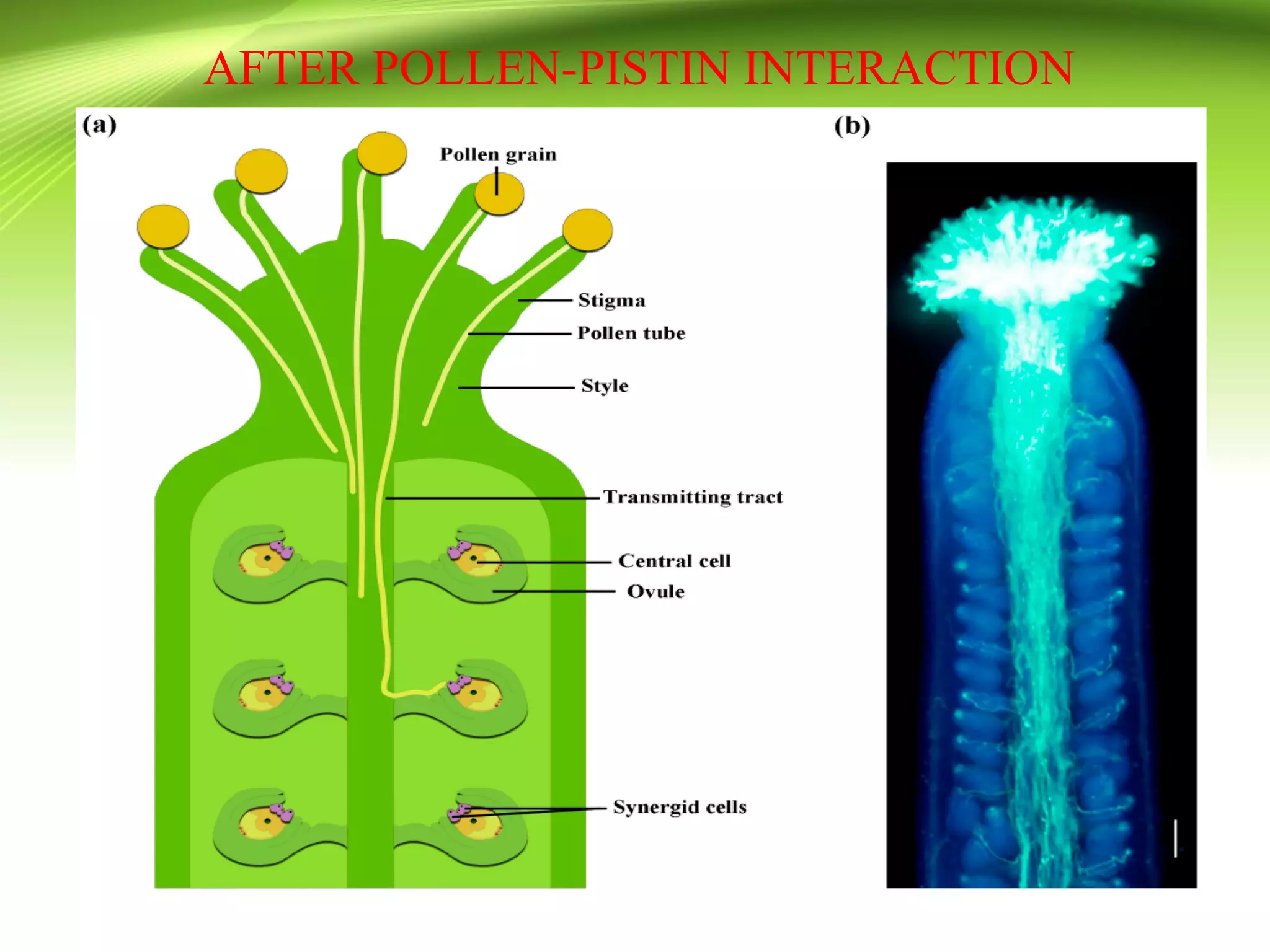 Style and stigma-Structure & diversity | PDF