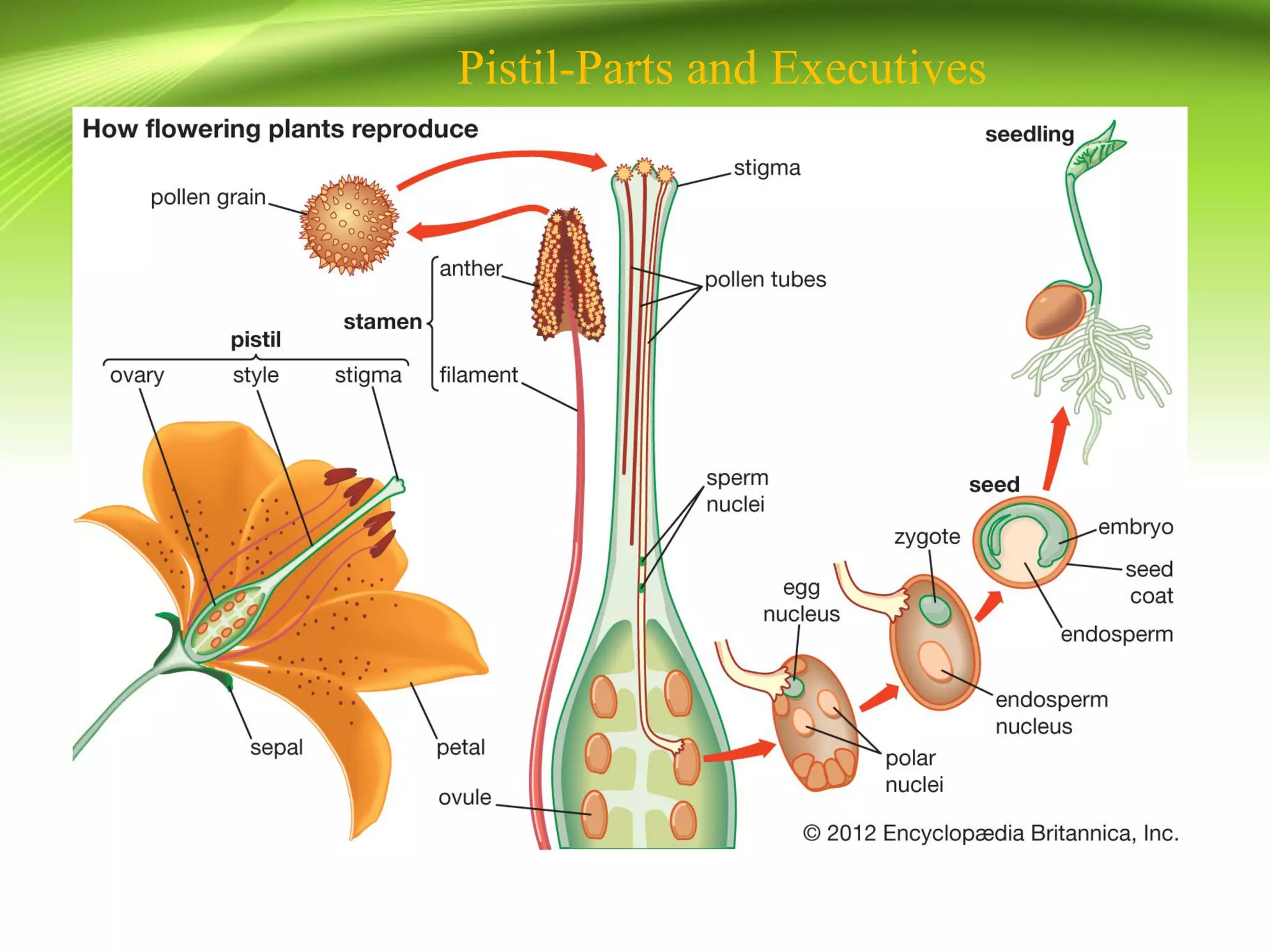 Style and stigma-Structure & diversity | PDF