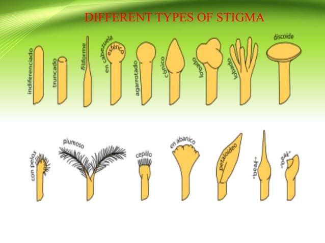 Style and stigma-Structure & diversity | PDF
