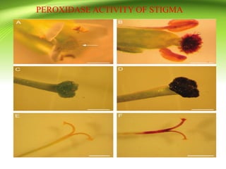 Style and stigma-Structure & diversity | PDF