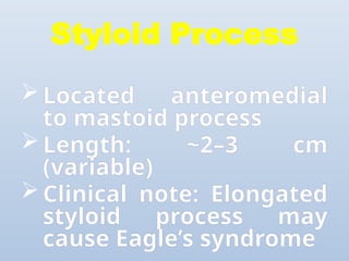 Styloid_Apparatus presentation anatomy . | PPTX