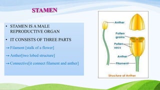 fertilization in plants | PPTX