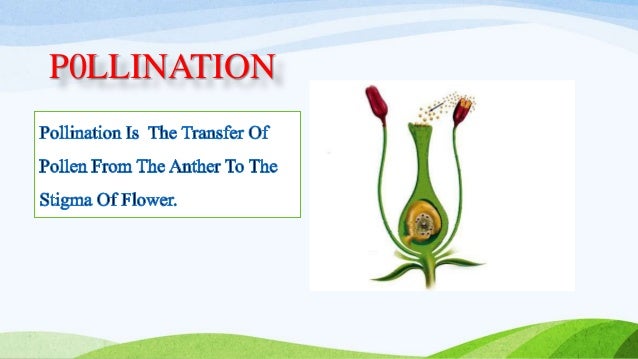 fertilization in plants