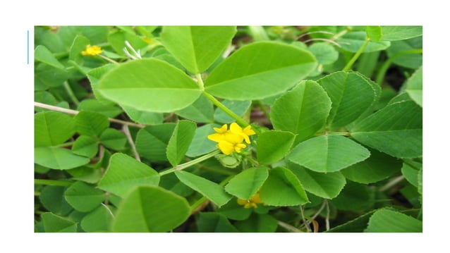 Sub.family Mimosaceae By Hira Aslam GCUL | PPT