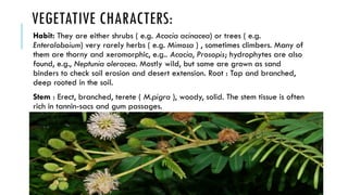 Sub.family Mimosaceae By Hira Aslam GCUL | PPTX