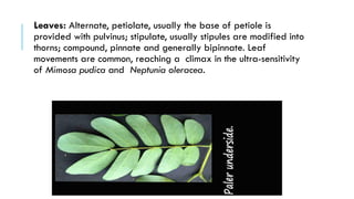 Sub.family Mimosaceae By Hira Aslam GCUL | PPTX