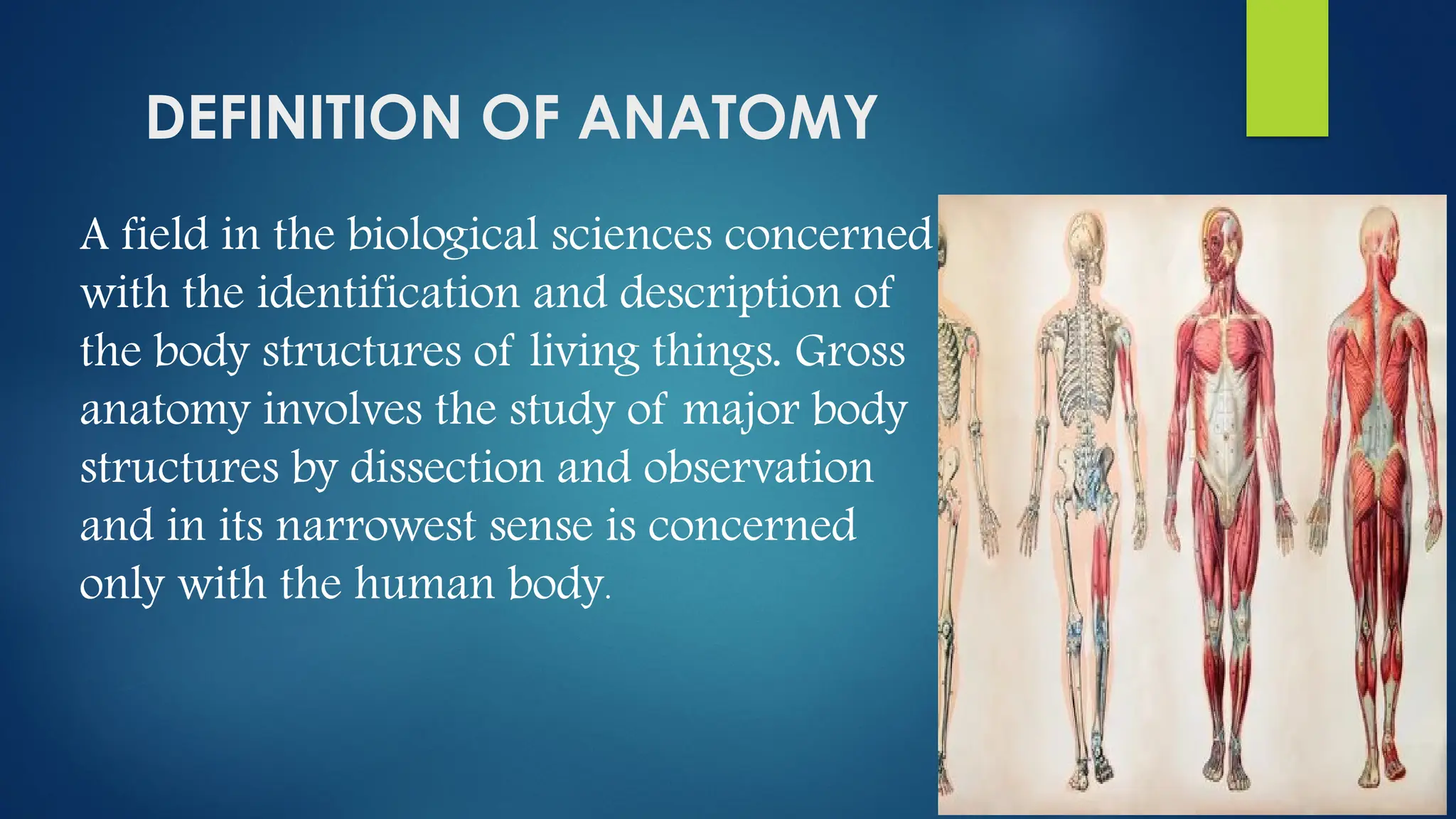APPLIED ANATOMY-anatomical terms ...pptx