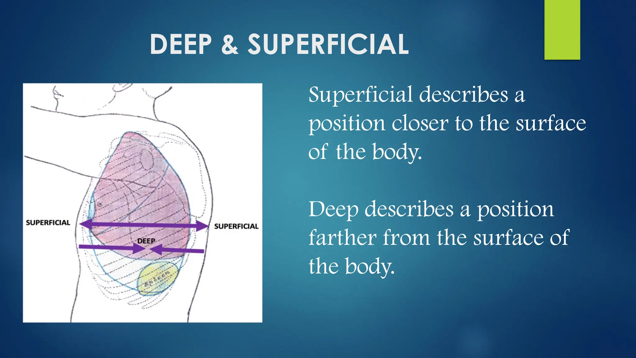 APPLIED ANATOMY-anatomical terms ...pptx