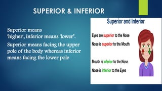 APPLIED ANATOMY-anatomical terms ...pptx
